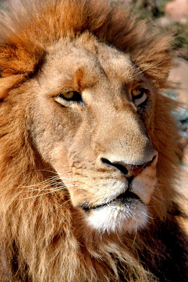 Close-up of Deadly Gaze of a Large Lion Stock Image - Image of massive ...
