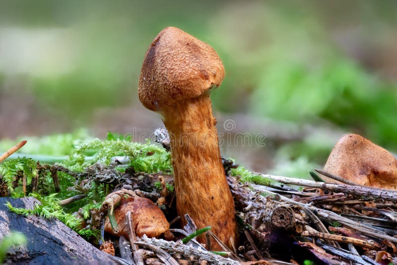 Deadly Webcap Cortinarius Rubellus Orrelanine Toxic Mushroom Stock ...