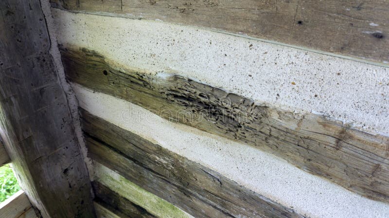 Close-up of Decayed Hand Hewed Log Stock Photo - Image of hand, decay ...
