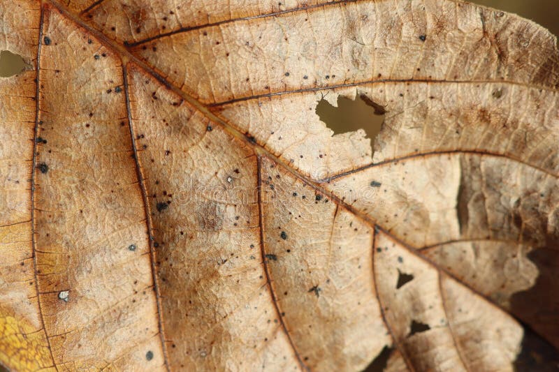 Close Up of a Decaying Leaf with Perforations, Possibly Due To Plant ...