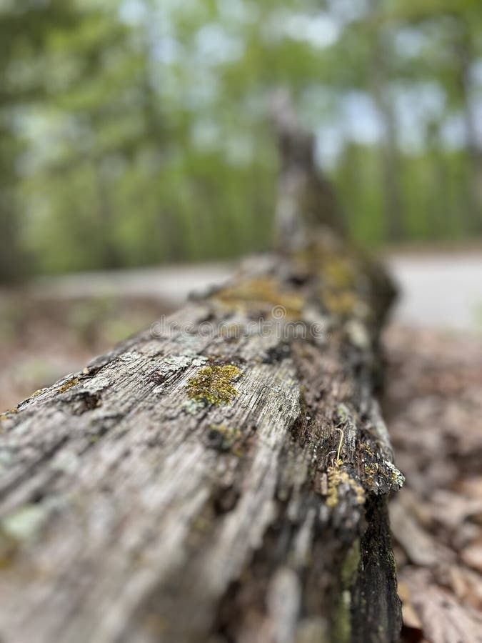 Close up of a decaying log stock image. Image of decay - 350804525