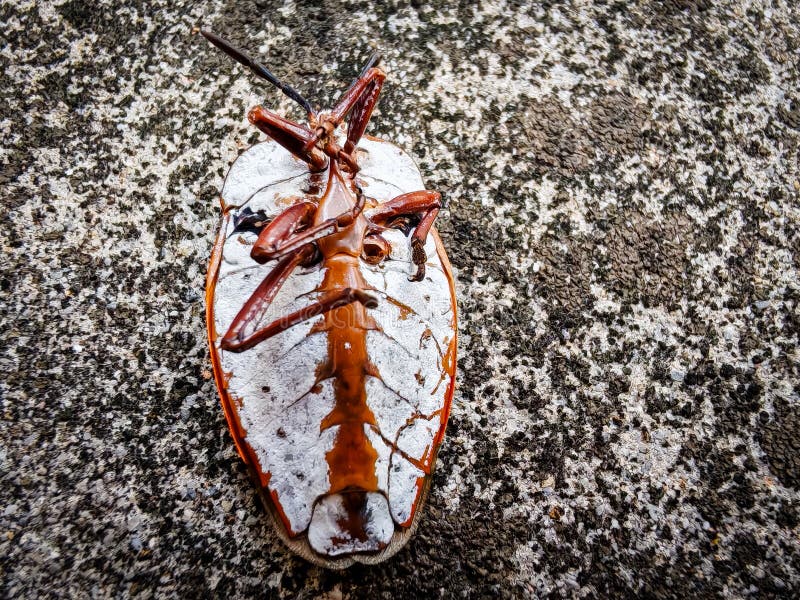 A Close-up of a Deceased Lychee Stink Bug Captured from the Underside ...