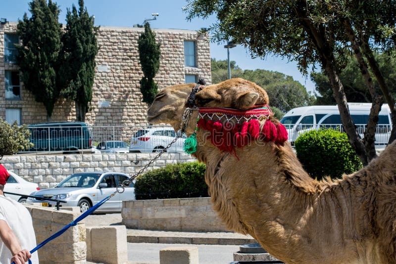 Decorated Camel in Jerusalem Israel Editorial Stock Photo - Image of ...