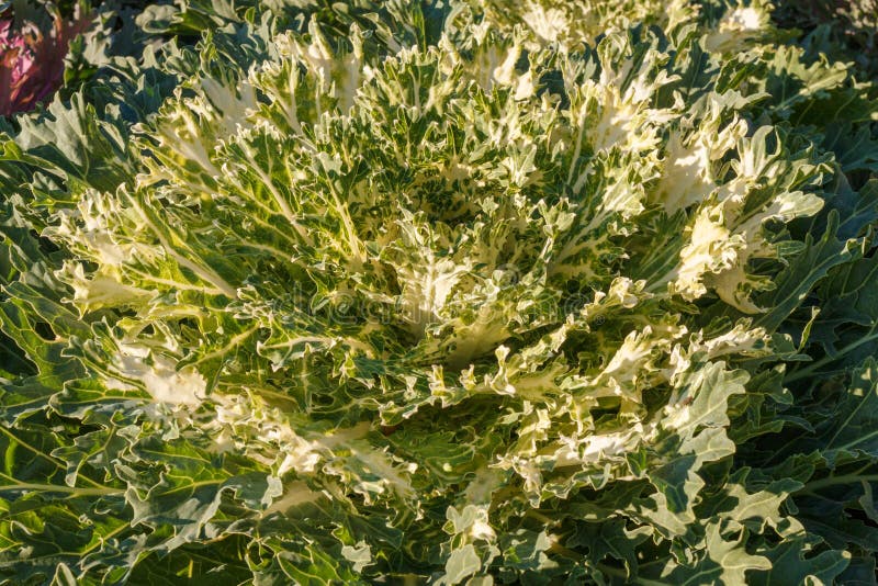 Decorative cabbage stock photo. Image of gardening, horticulture ...