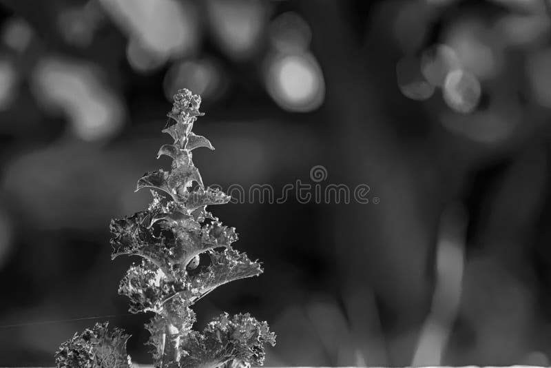 Close Up of Decorative Cabbage, Ornamental Cabbage Plants. Background ...