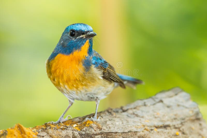 Close Up of Deep Blue of Chinese Blue Flycatcher Stock Photo - Image of ...