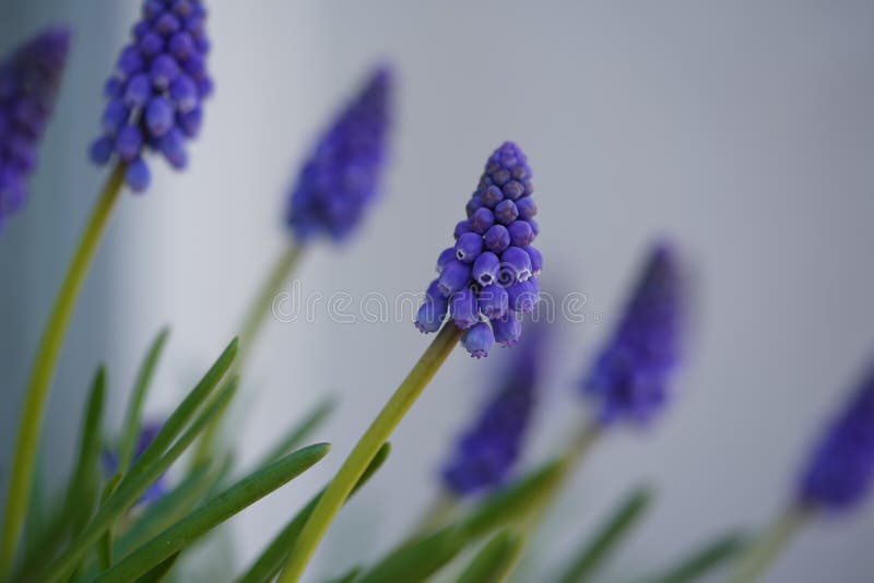 Close-up of Deep Blue Grape Hyacinth. Stock Photo - Image of botanical ...
