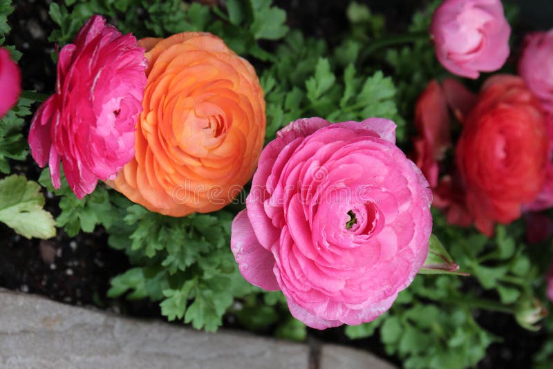 Close Up of Deep Pink, Orange and Red Ranunculus Flowers Blooming in a ...