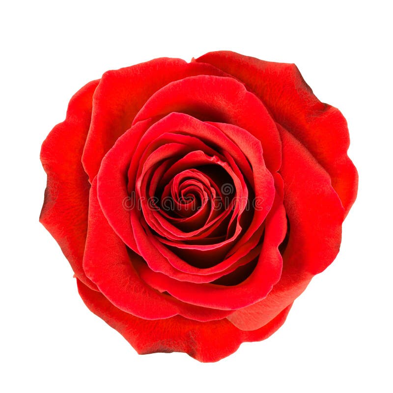 Close Up of Deep Red Rose Flower Stock Image - Image of petals, floral ...