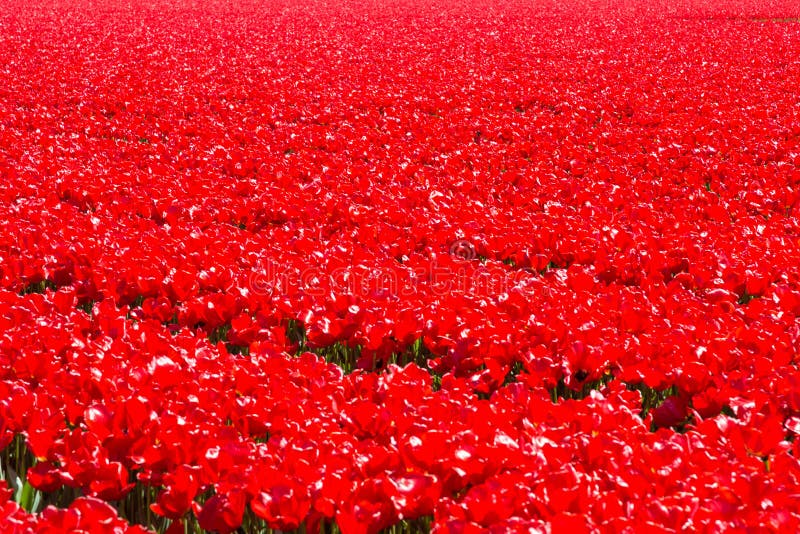 Close-up of Deep Red Tulip Field in the Netherlands in May Stock Image ...