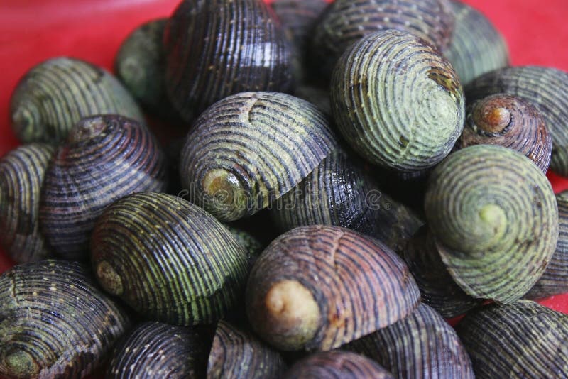 Deep sea shell stock image. Image of bivalve, design - 134268039