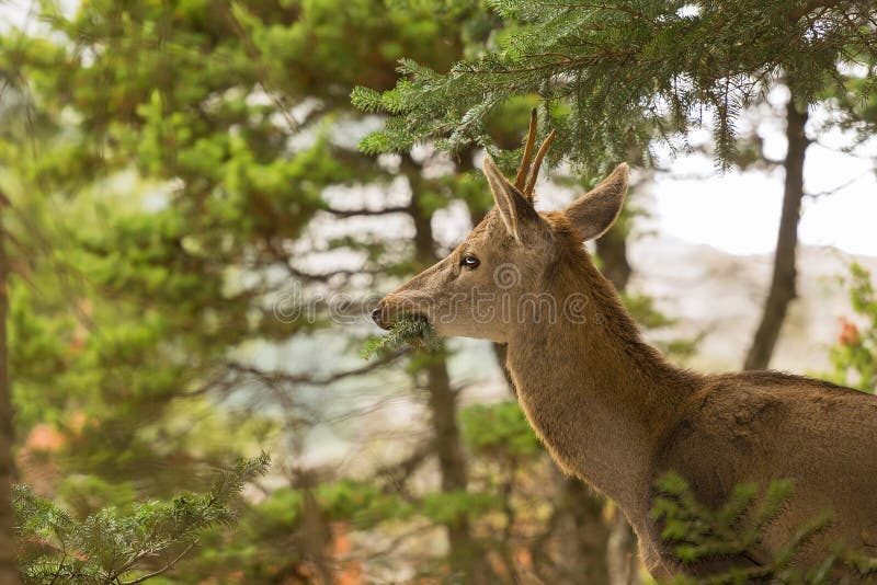 Close Up of a Deer Eating from a Tree at Parnitha Mountain in Greece ...