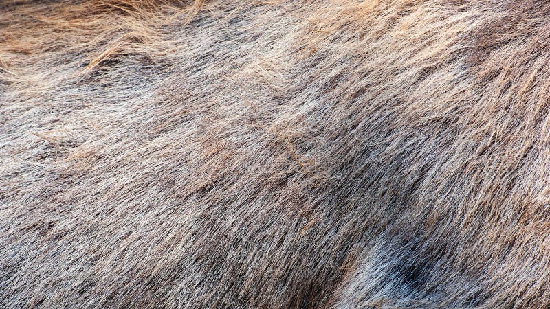 Close-up deer fur texture stock photo. Image of outdoors - 216776896