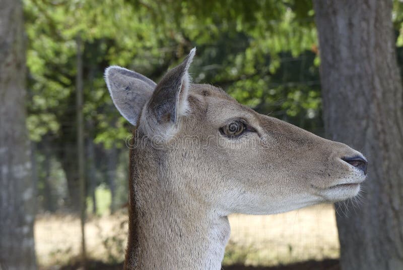 Close Up of deer head . stock image. Image of forest - 76127347