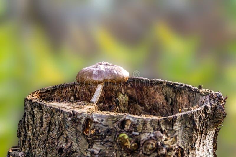 Close Up of a Deer Shield, Pluteus Cervinus, Growing in a Rotted Inside ...