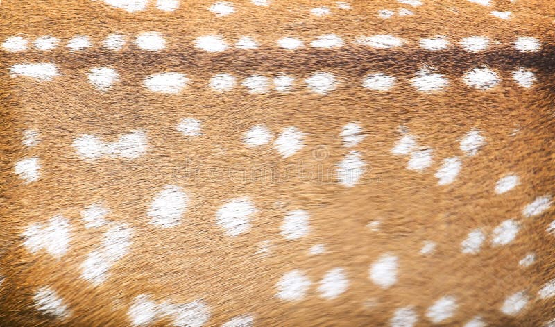 Deer skin covered in snow stock image. Image of life - 164576169