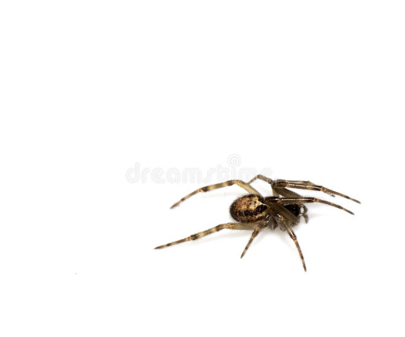 Close Up of a Defensive Long Legged Arachnid Spider on a White ...