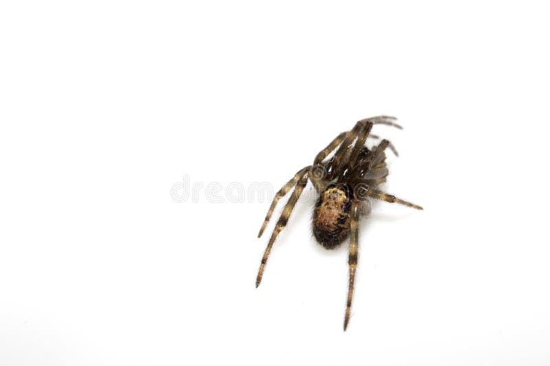 Close Up of a Defensive Long Legged Arachnid Spider on a White ...