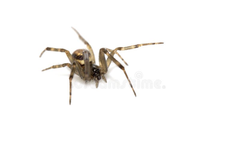 Close Up of a Defensive Long Legged Arachnid Spider on a White ...