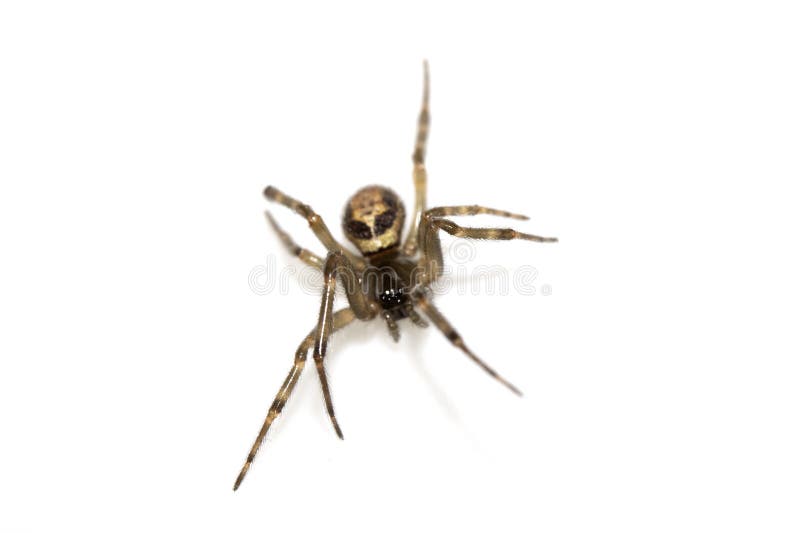 Close Up of a Defensive Long Legged Arachnid Spider on a White ...