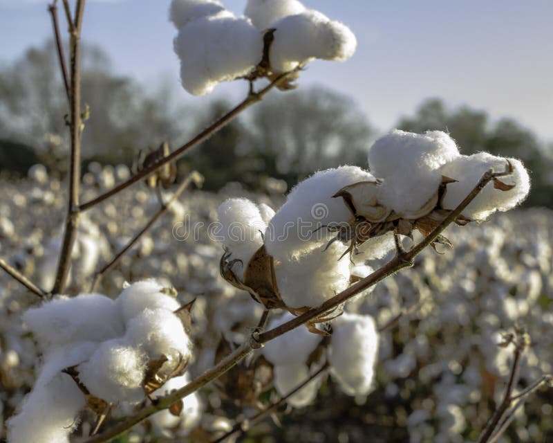 Close Up of Defoliated Cotton Plant Stock Photo - Image of blue, crop ...