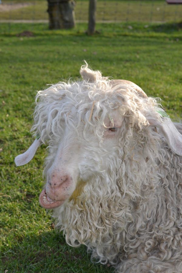 Close-up 90 Degrees Flipped Shot of a Sheep in a Green Field. Stock ...