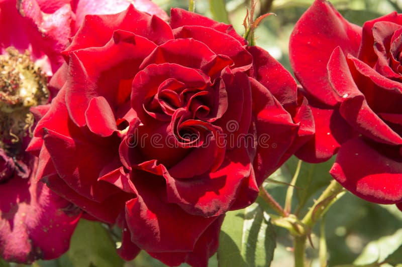 Close-up: Delicate Big Red Rose Stock Photo - Image of nature, close ...