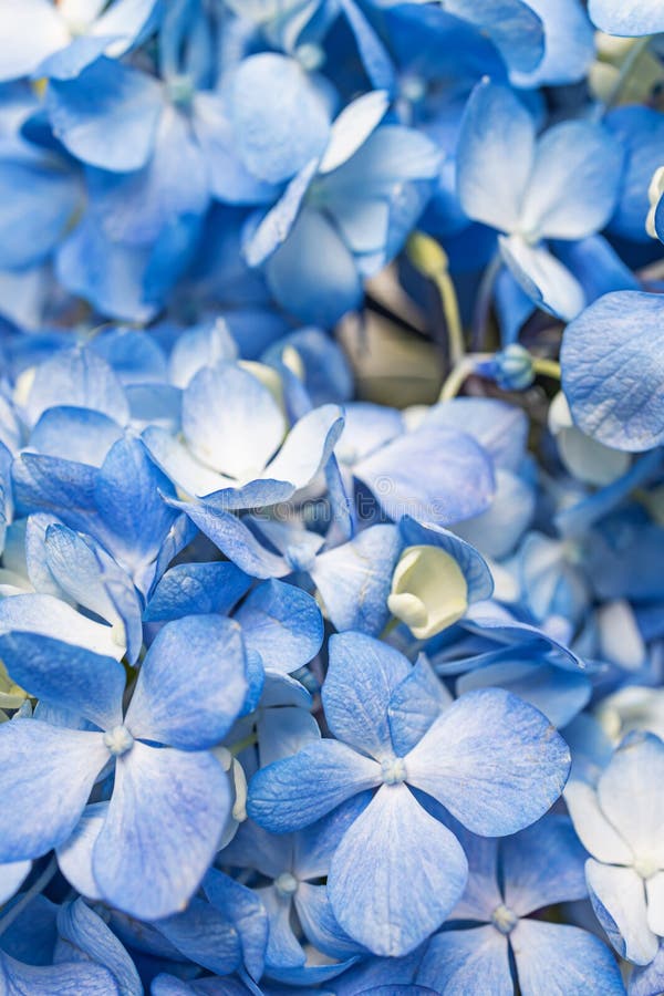 Close-up of Delicate Blue Hydrangea Flowers Stock Photo - Image of ...