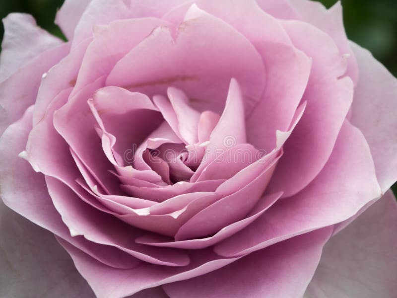 Close Up of a Delicate Lavender Rose Petals Stock Image - Image of ...
