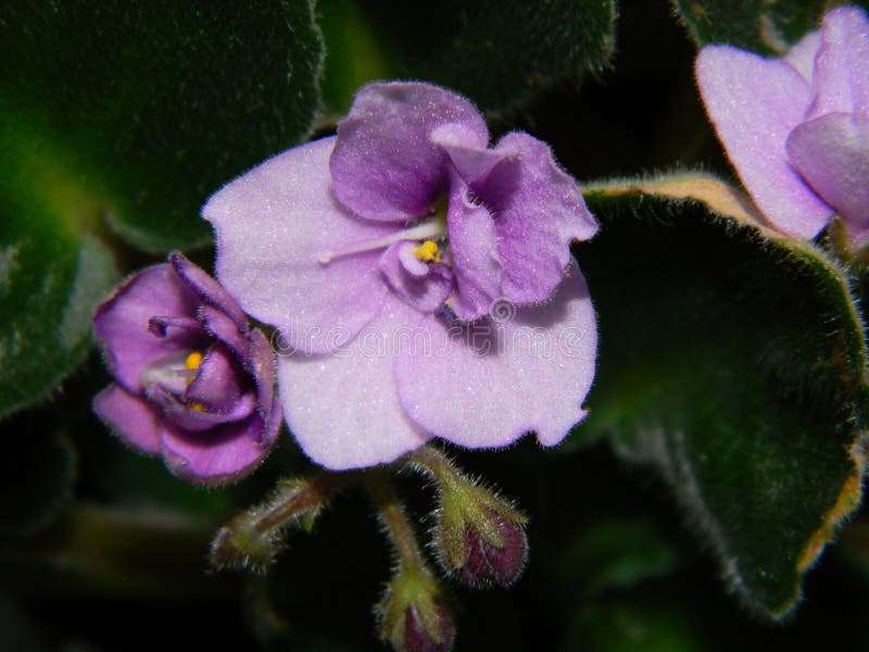 Close-up of Delicate Light Purple African Violets in Bloom Stock Image ...