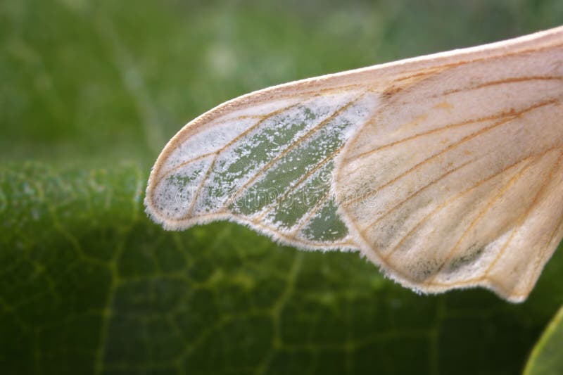 Close-up of a Delicate Silk Moth Wing with Intricate Patterns on a ...