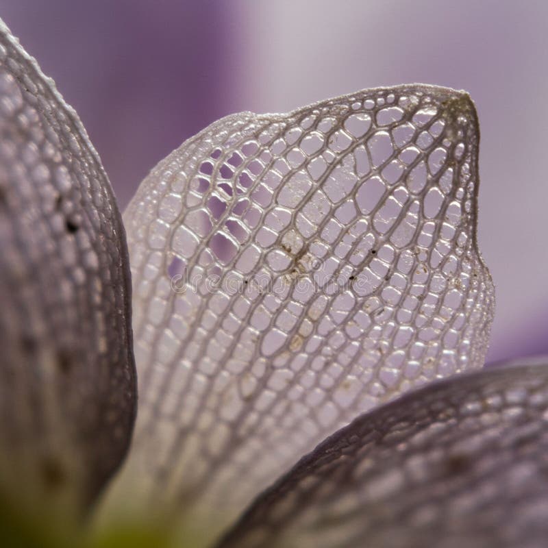 Close-up of a Delicate, Translucent Leaf Skeleton, Revealing Intricate ...