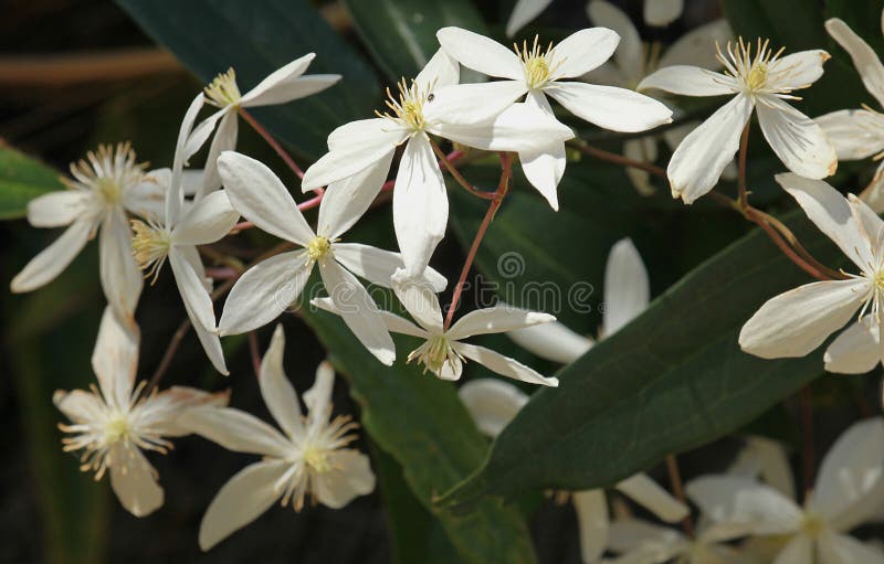 White Flowers of Clematis Armandii Stock Photo - Image of spring, plant ...