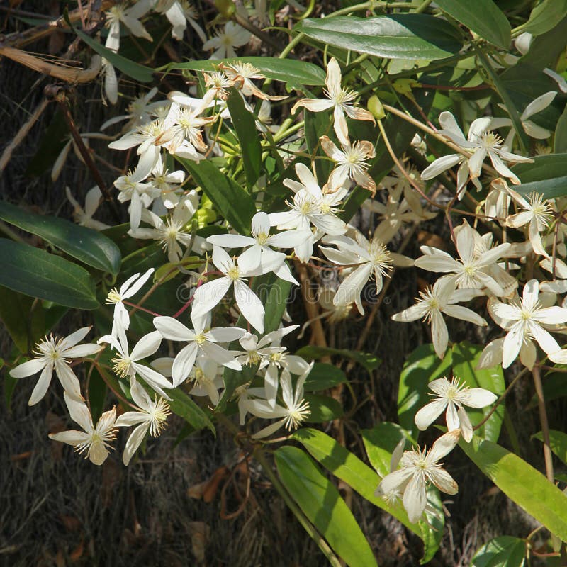 White Flowers of Clematis Armandii Stock Photo - Image of garden ...