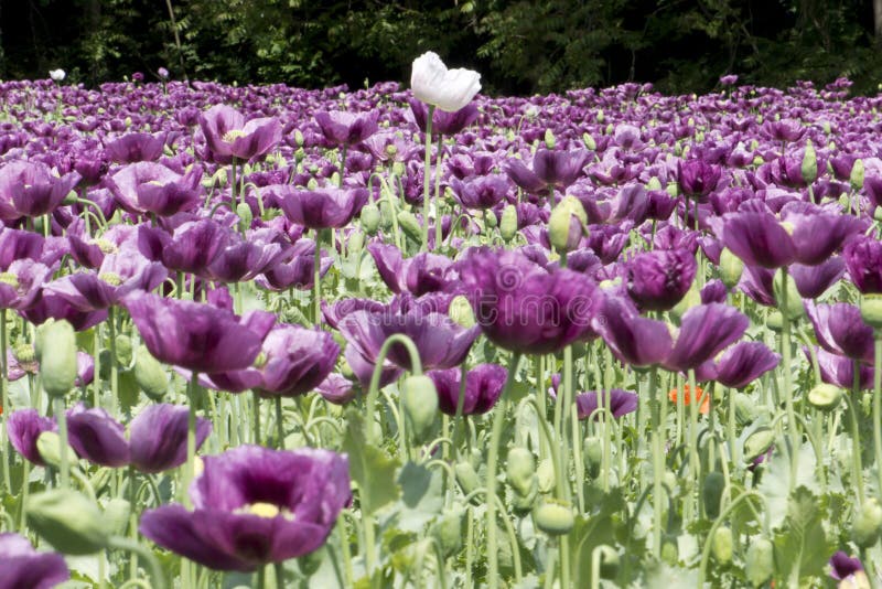 Close-up of a Single White Poppy in a Purple Poppy Field Stock Image ...