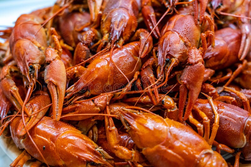 Close Up of Delicious Red Boiled Crawfish/crayfish Stock Image - Image ... Close Up of Delicious Red Boiled Crawfish/crayfish Stock Image - Image ...