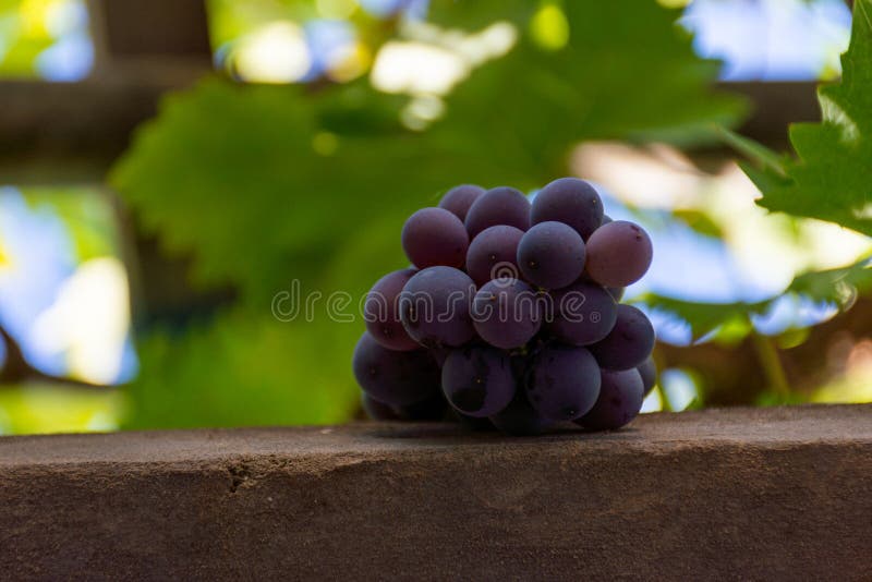 Close Up of Delicious Ripe Black Grapes Hanging from the Vine. Stock ...