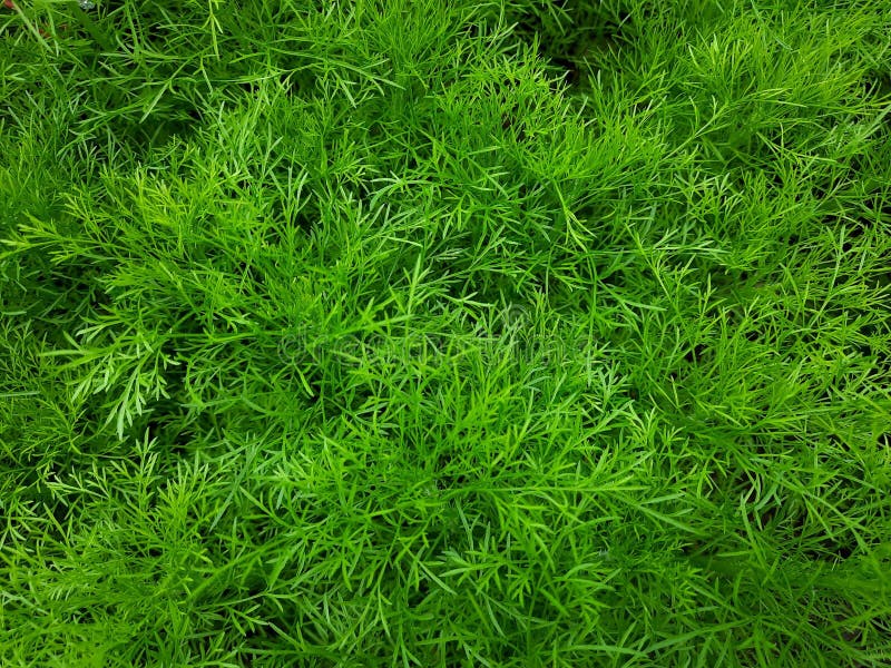 A Close-up of a Dense Patch of Vibrant Green Feathery Foliage Stock ...