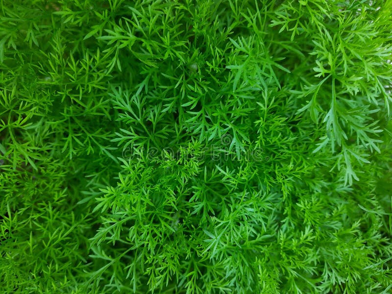 A Close-up of a Dense Patch of Vibrant Green Feathery Foliage Stock ...