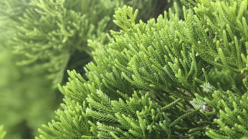 Close-Up of Dense, Vibrant Green Evergreen Leaves Stock Photo - Image ...