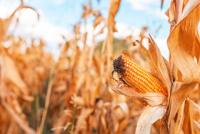 Close Up of Dent Corn Ear in Maize Crops Field Stock Image - Image of ...