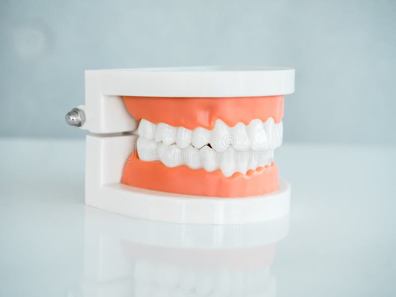 Close Up of Denture Tooth, Side View ,acrylic Human Jaw Model on White ...