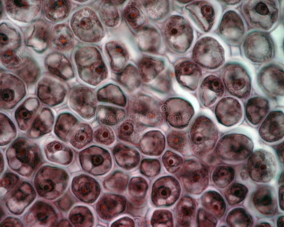 Close'up Des Cellules De Centrale Image stock - Image du cellule ...