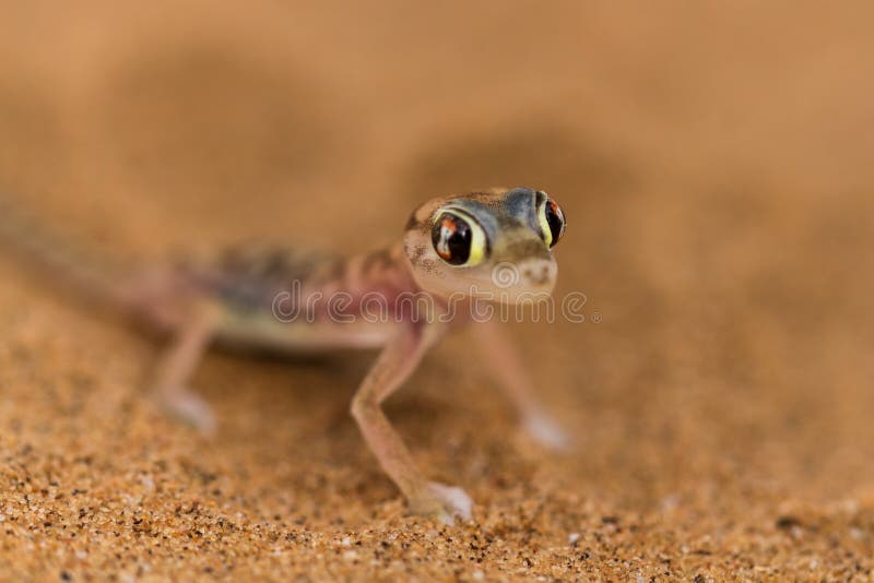 Close up a desert gecko stock photo. Image of desert - 91057692