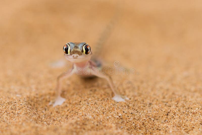 Gecko from Namib Sand Dune, Namibia. Pachydactylus Rangei, Web-footed ...