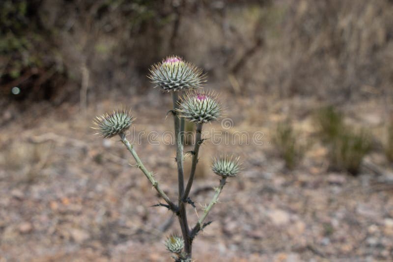 Close up of desert thistle stock photo. Image of flowers - 254967918