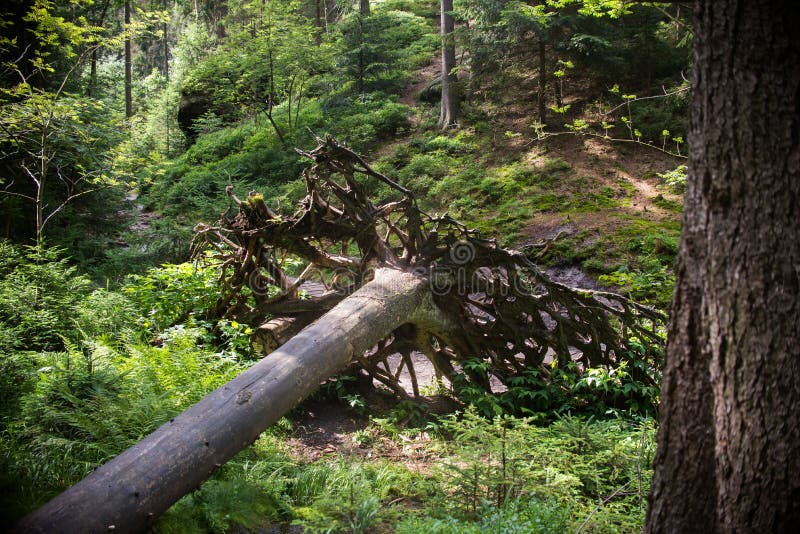Destroyed tree stock photo. Image of brown, broken, denmark - 122148