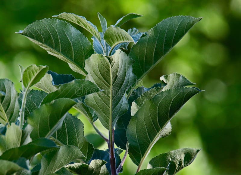 Apple Tree Leaves stock image. Image of pippin, shizuka - 108331891
