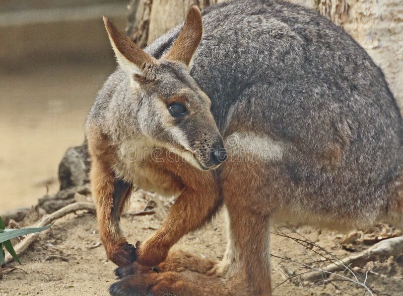 Wallaby stock image. Image of animal, ears, lying, young - 19121995