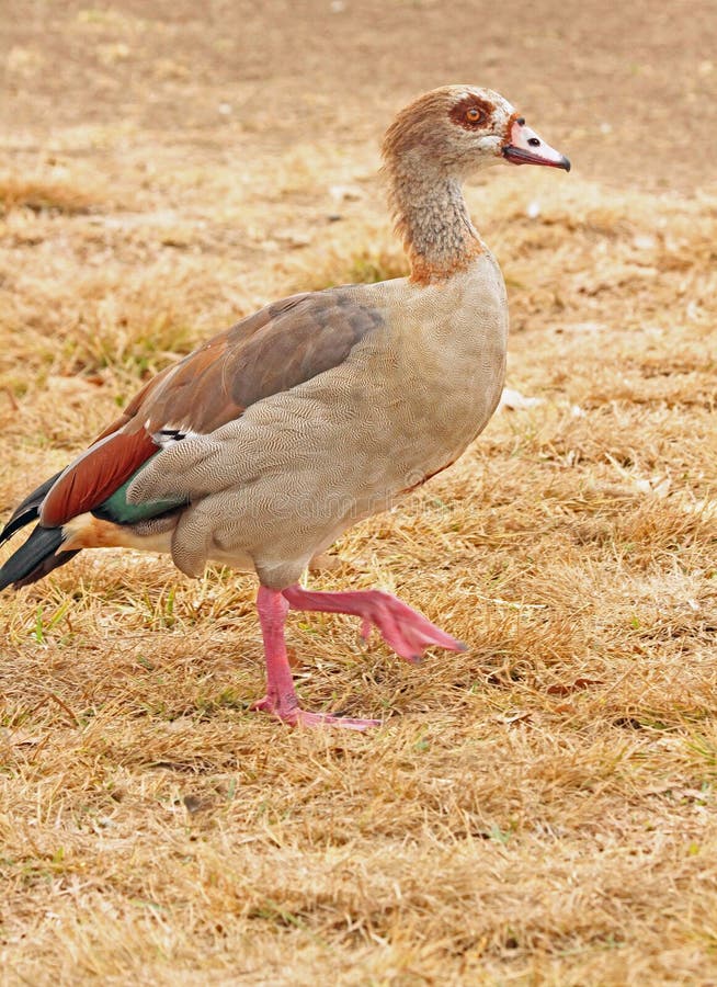 Wild Goose stock image. Image of outdoor, hunting, bird - 89292493